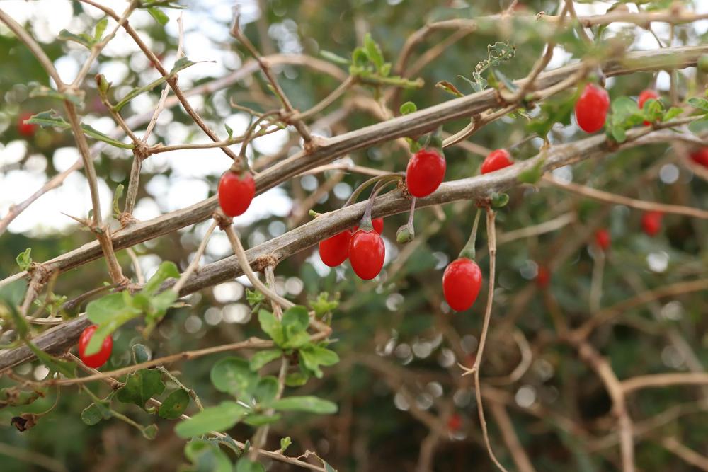 Photo of the fruit of Chinese Box Thorn (Lycium chinense) posted by ...