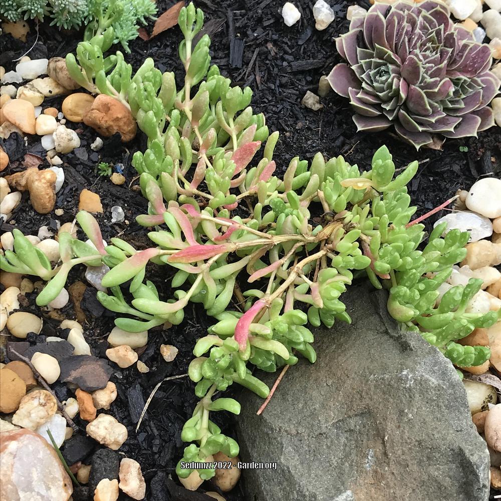 Photo of the entire plant of Yellow Ice Plant (Delosperma nubigenum ...