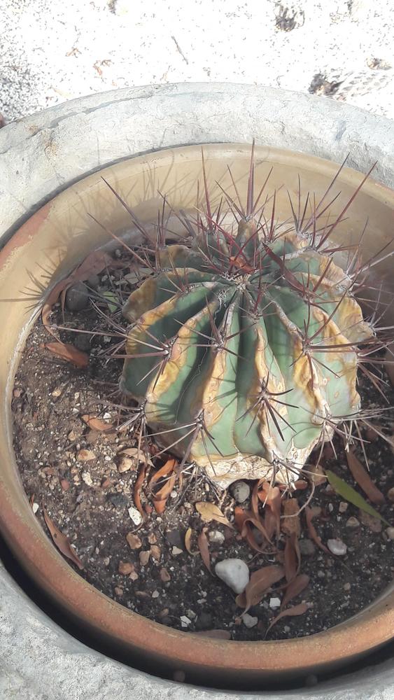 Coville's Cactus (Ferocactus emoryi) - Garden.org