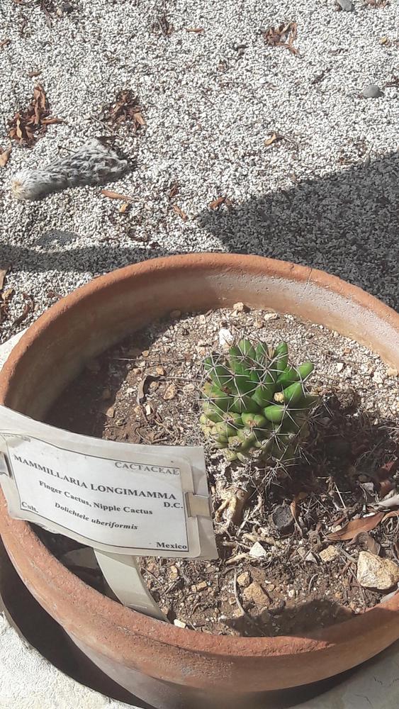 Photo of the entire plant of Biznaga de Dedos Largos (Mammillaria ...