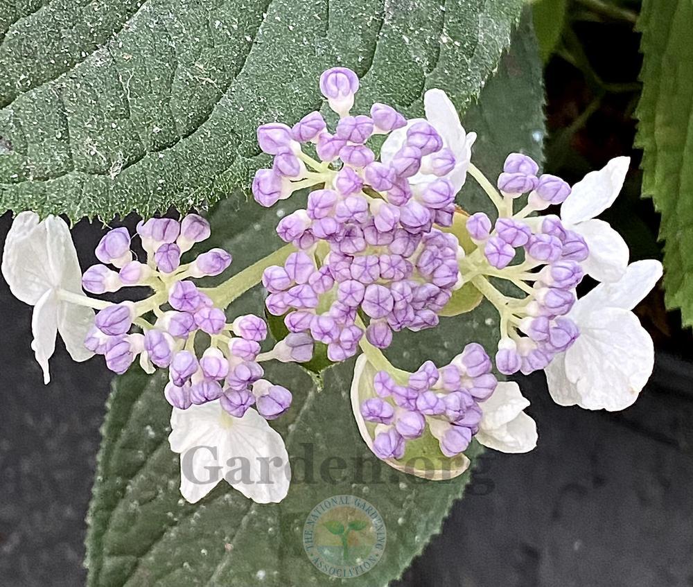 Photo of the closeup of buds, sepals and receptacles of Hydrangea ...