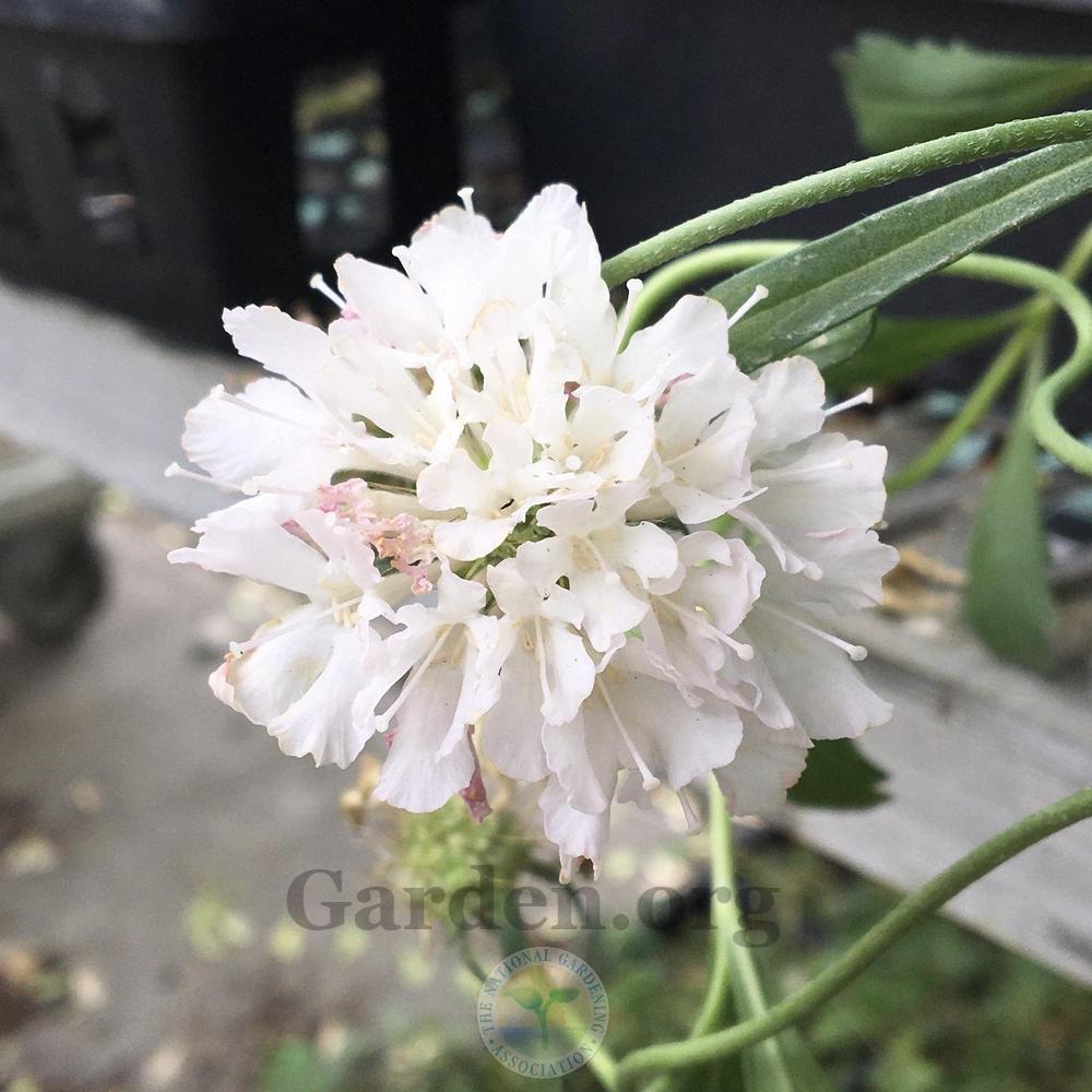 Pincushion Flower (Scabiosa Bon Bon Scoop™ French Vanilla) - Garden.org