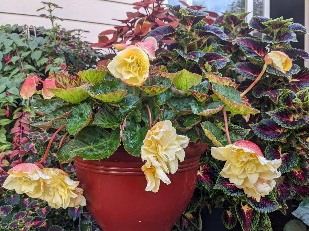 Photo of the entire plant of Tuberous Begonia (Begonia Fragrant Falls ...