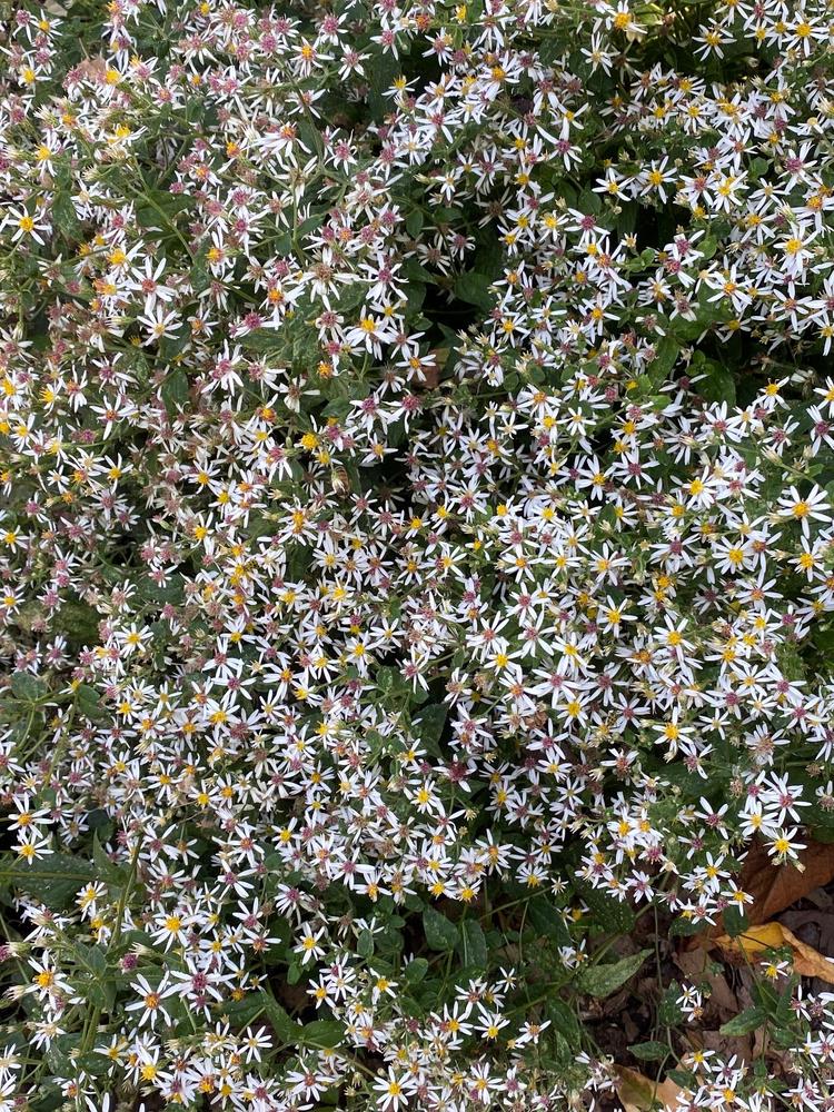 Photo of the bloom of White Wood Aster (Eurybia divaricata) posted by ...