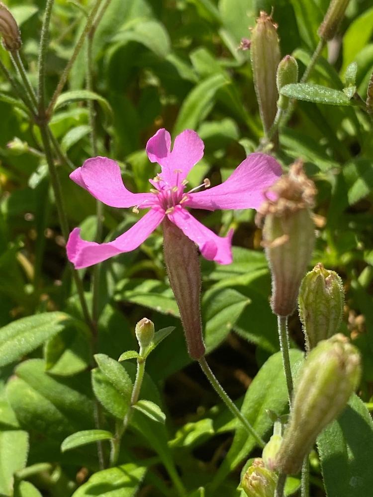 Photo of the bloom of Catchfly (Silene schafta) posted by SL_gardener ...