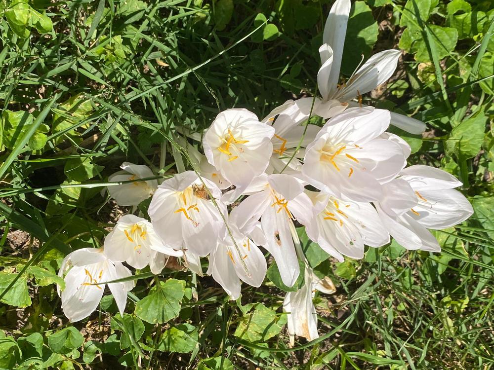 Photo of the bloom of False Autumn Crocus (Colchicum x byzantinum ...