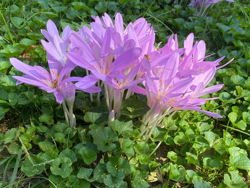 Photo of the bloom of False Autumn Crocus (Colchicum x byzantinum ...