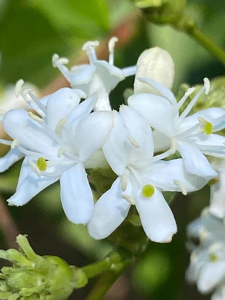 Photo of the bloom of Seven Son Flower (Heptacodium miconioides) posted ...