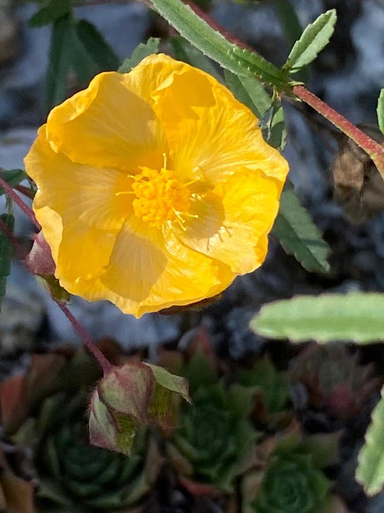 Photo of the bloom of Elliott's Fanpetals (Sida elliottii) posted by SL ...