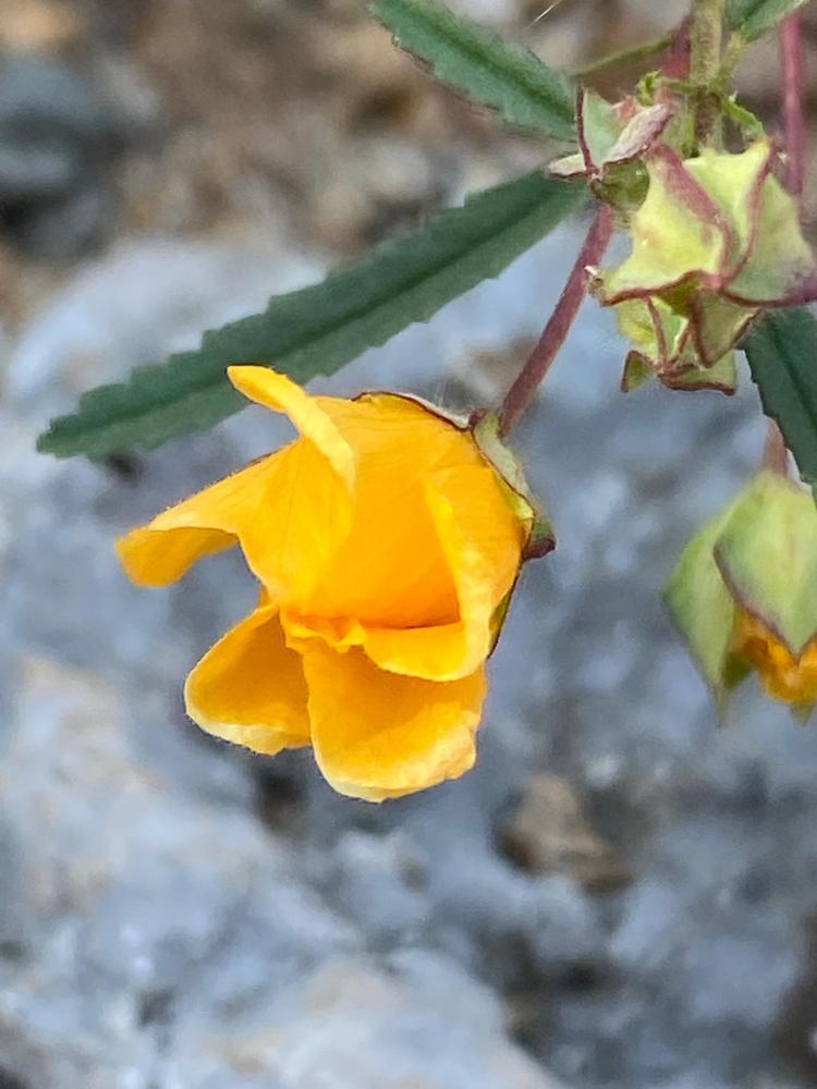 Photo of the bloom of Elliott's Fanpetals (Sida elliottii) posted by SL ...