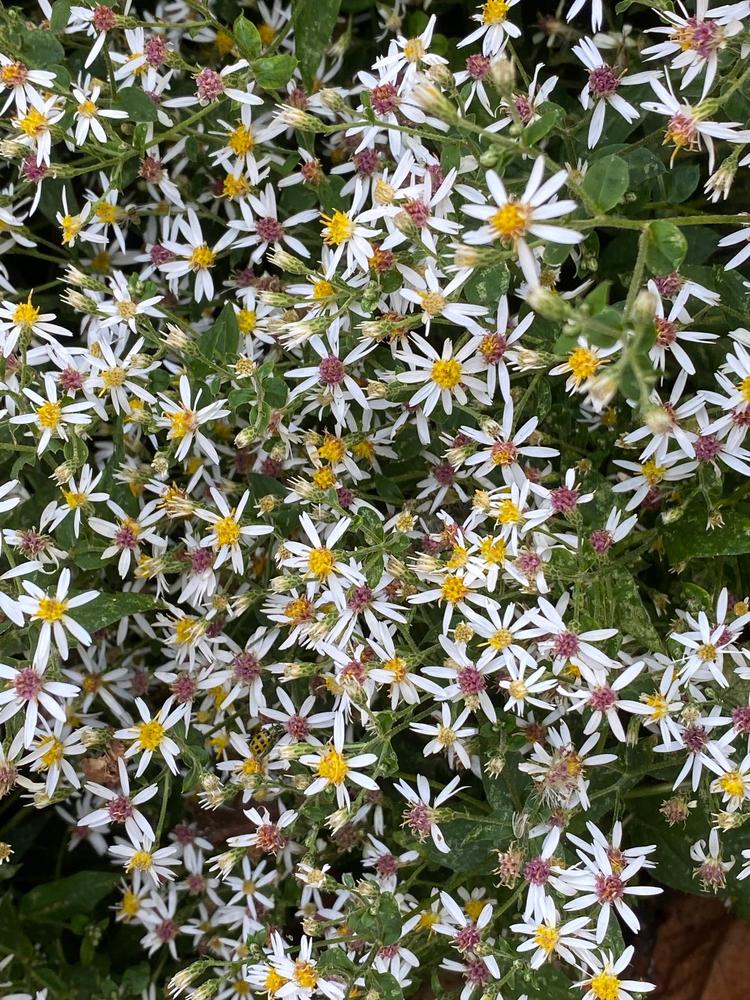 Photo of the bloom of White Wood Aster (Eurybia divaricata) posted by ...