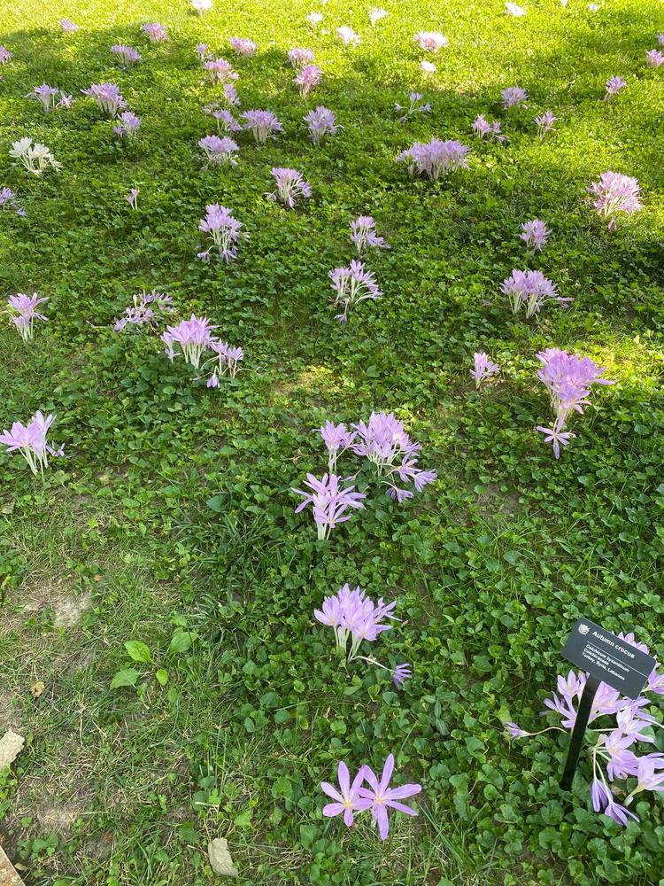 Photo of the entire plant of False Autumn Crocus (Colchicum x ...
