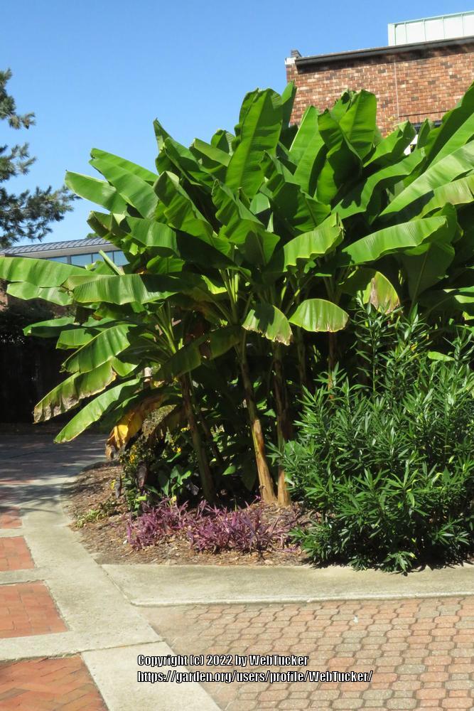 Photo of the entire plant of Japanese Hardy Banana (Musa basjoo) posted ...