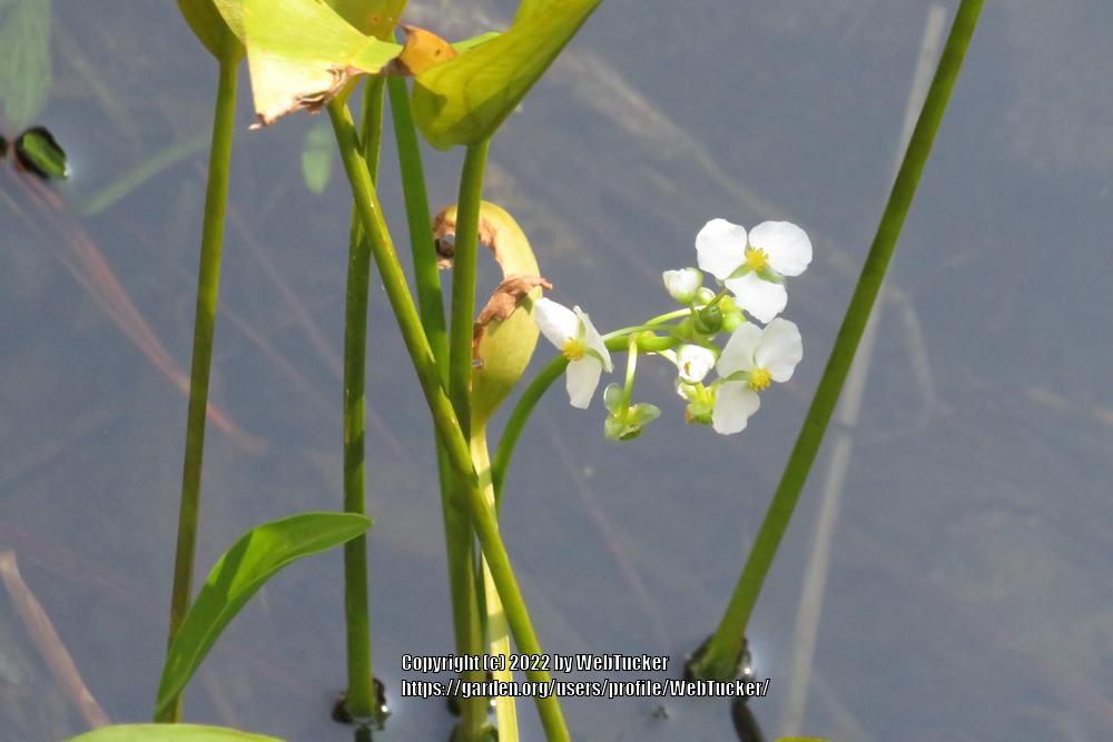 Photo of the entire plant of Chinese Arrowroot (Sagittaria trifolia ...