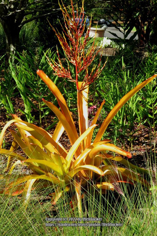 Photo of the entire plant of Bromeliad (Aechmea) posted by WebTucker ...
