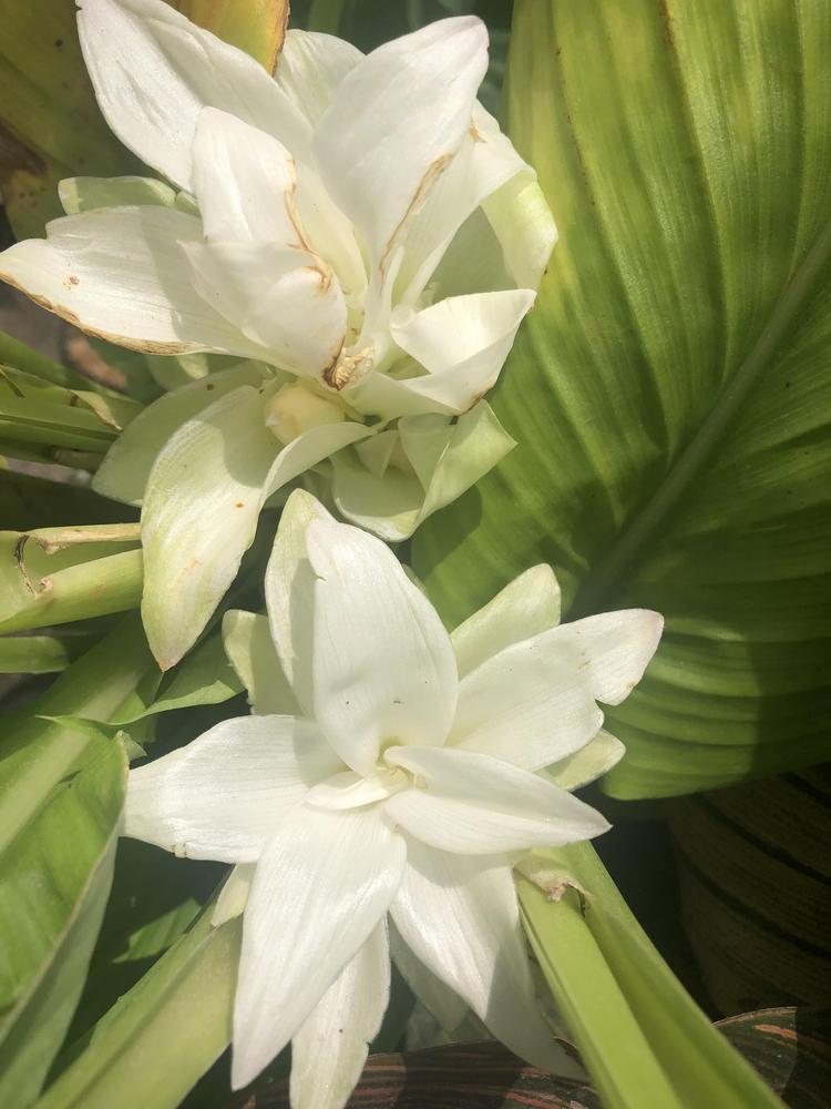 Photo of the bloom of Turmeric (Curcuma longa) posted by crawgarden ...