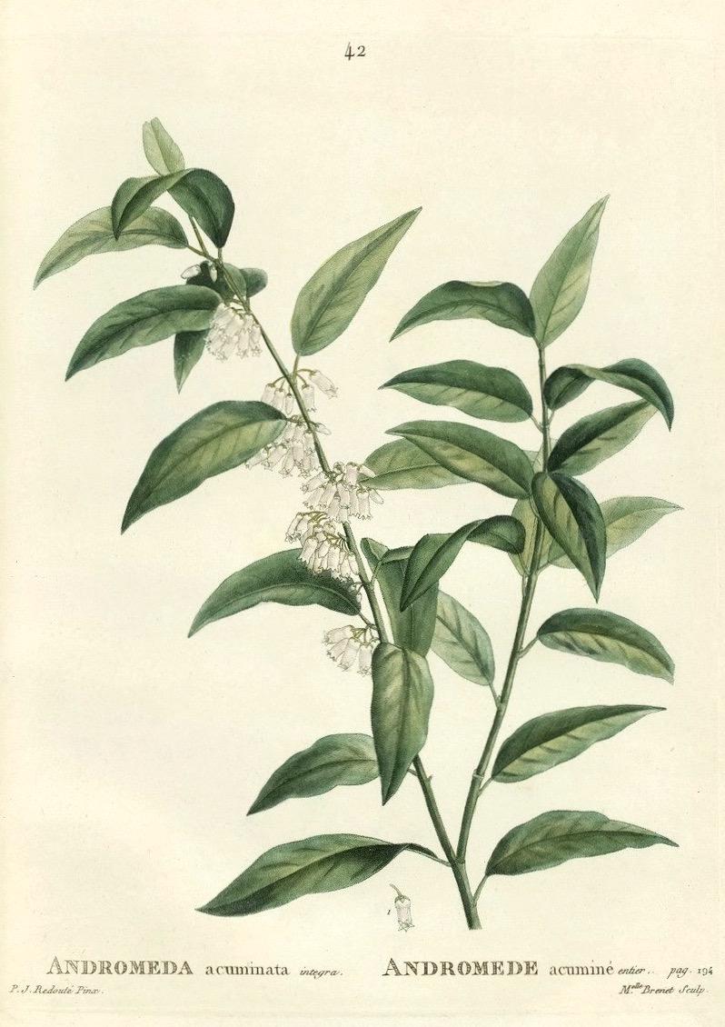 Photo of the documentation of Coast Leucothoe (Agarista populifolia ...