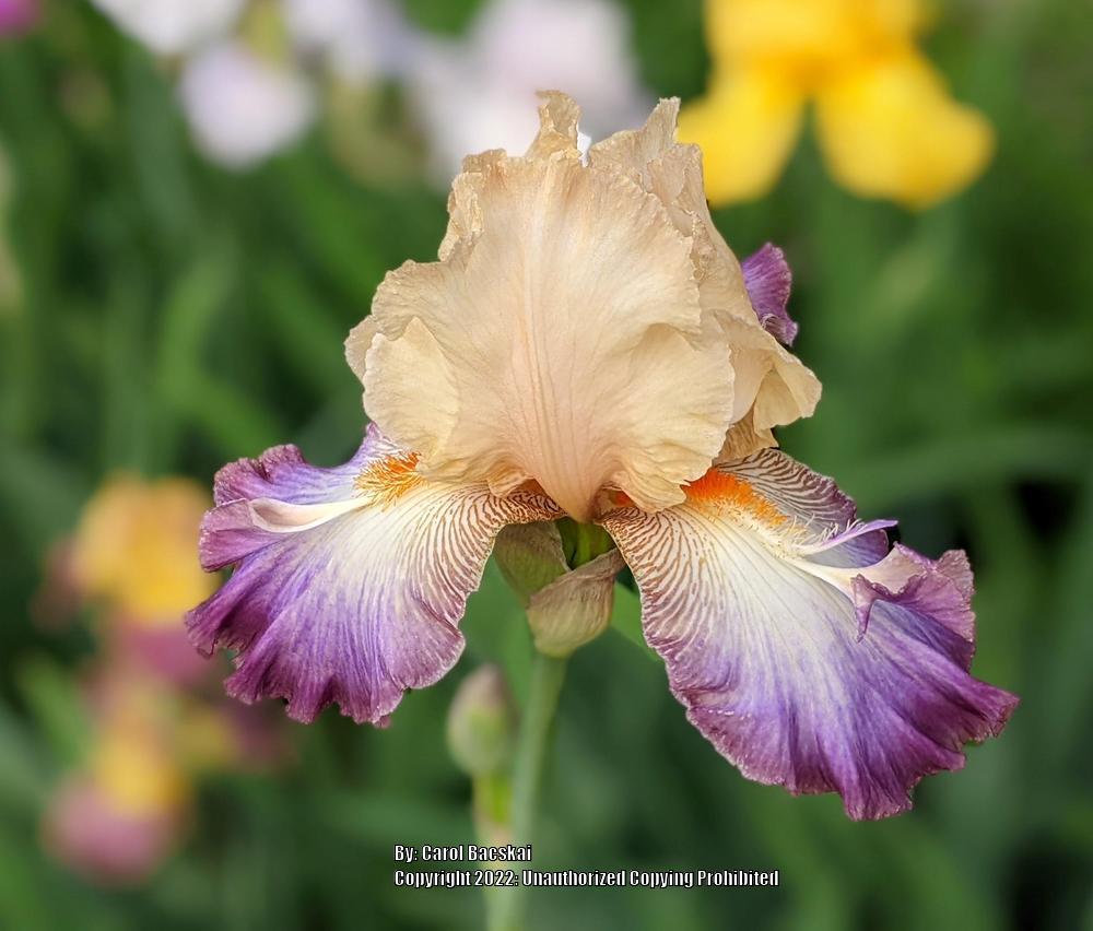 Photo of the bloom of Tall Bearded Iris (Iris 'Wings at Dawn') posted ...