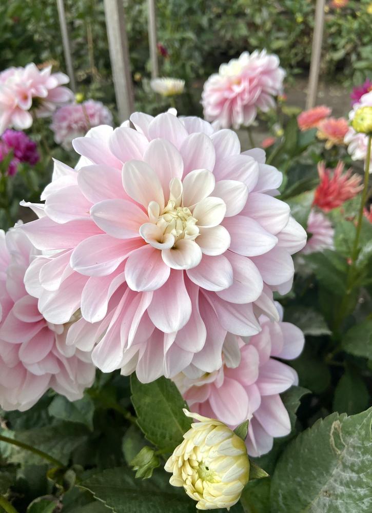 Dahlia 'Daddy's Girl' in the Dahlias Database - Garden.org