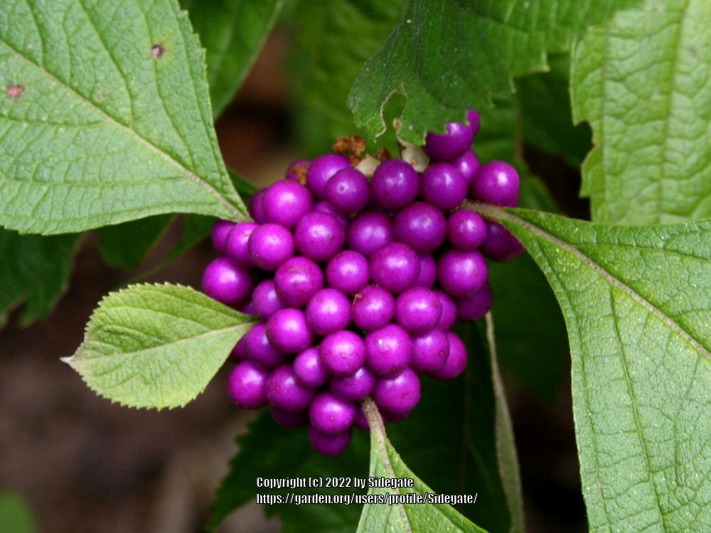 Photo of the fruit of Beautyberry (Callicarpa dichotoma 'Issai') posted ...