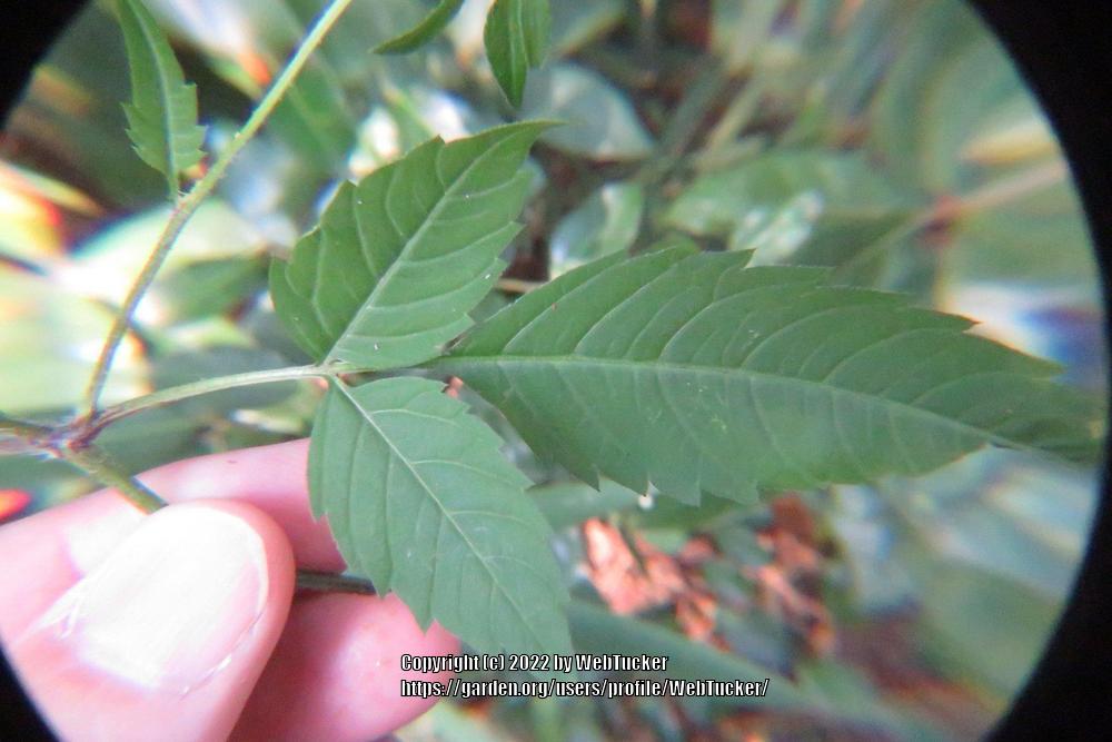 Beggar Ticks (Bidens frondosa) - Garden.org