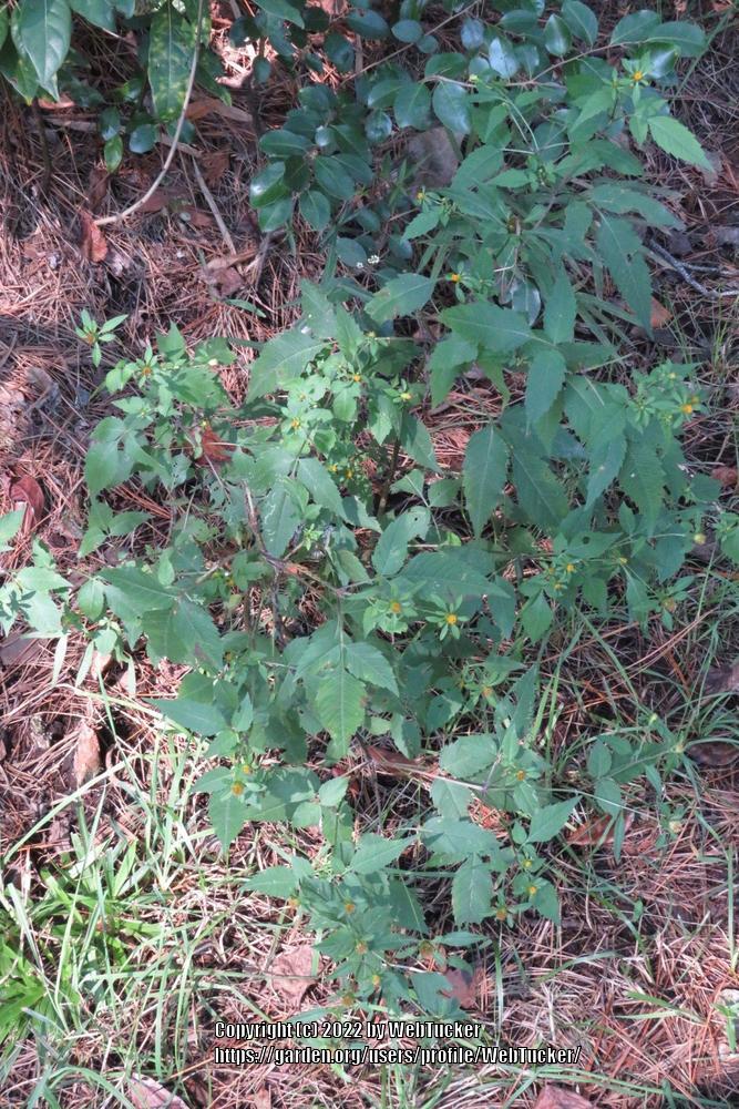 Photo of the entire plant of Devil's Beggartick (Bidens frondosa ...