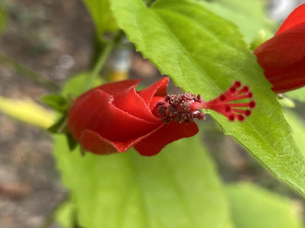 Photo of the bloom of Turk's Cap (Malvaviscus arboreus var. drummondii) posted by ...