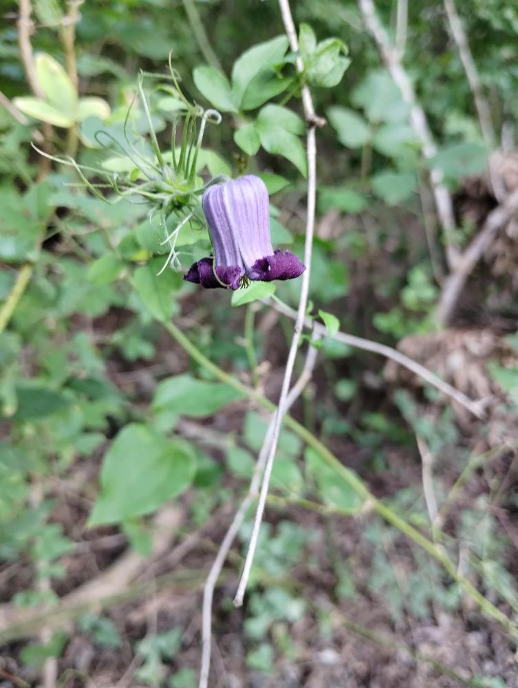 Photo of the bloom of Clematis (Clematis pitcheri) posted by ...