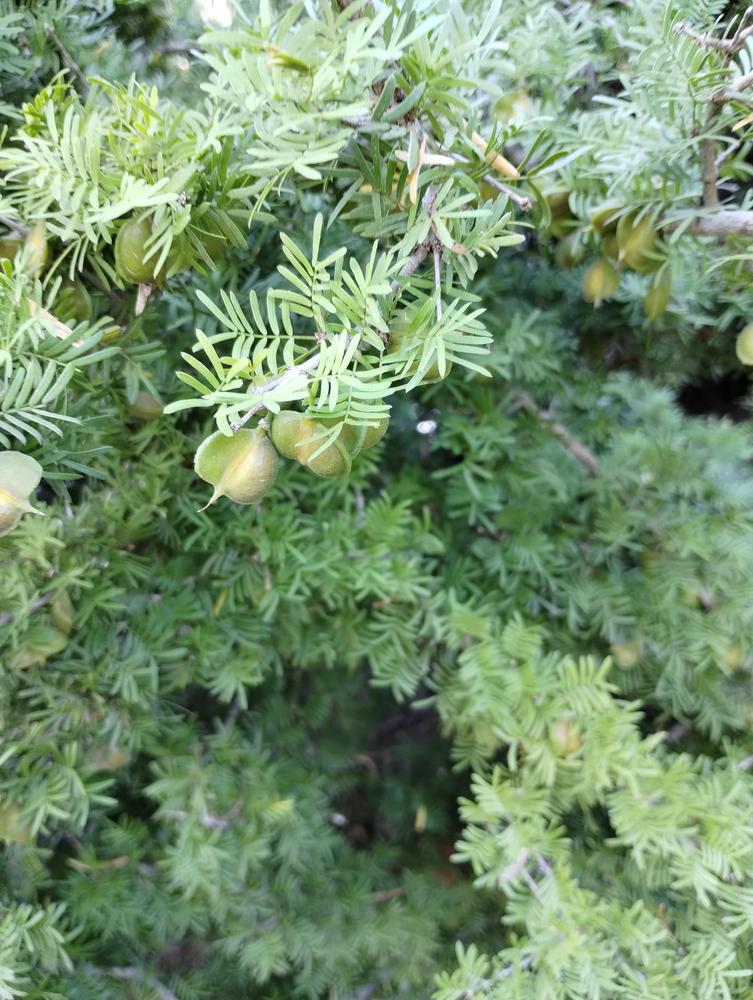 Photo of the seed pods or heads of Texas lignum-vitae (Guajacum ...