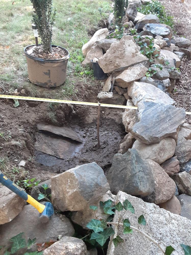 sky pencil hollies: their root structure and good hole to plant them in ...