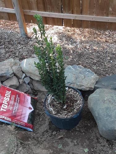 sky pencil hollies: their root structure and good hole to plant them in ...