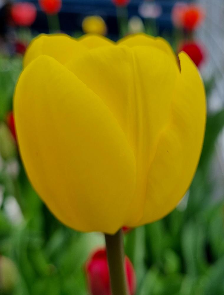 Photo of the bloom of Darwin Hybrid Tulip (Tulipa 'Golden Parade ...