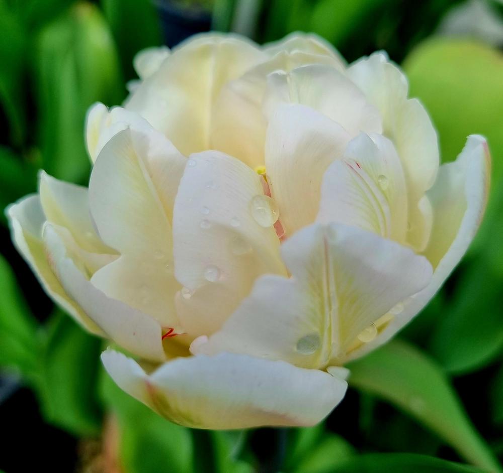 Photo of the bloom of Tulip (Tulipa 'White Ice') posted by gwhizz ...