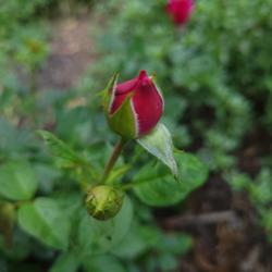 Rose (Rosa 'Burlesque') in the Roses Database - Garden.org