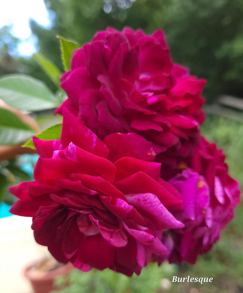 Rose (Rosa 'Burlesque') in the Roses Database - Garden.org