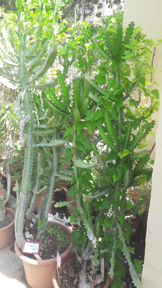 Photo of the entire plant of Candelabra Plant (Euphorbia lactea) posted ...
