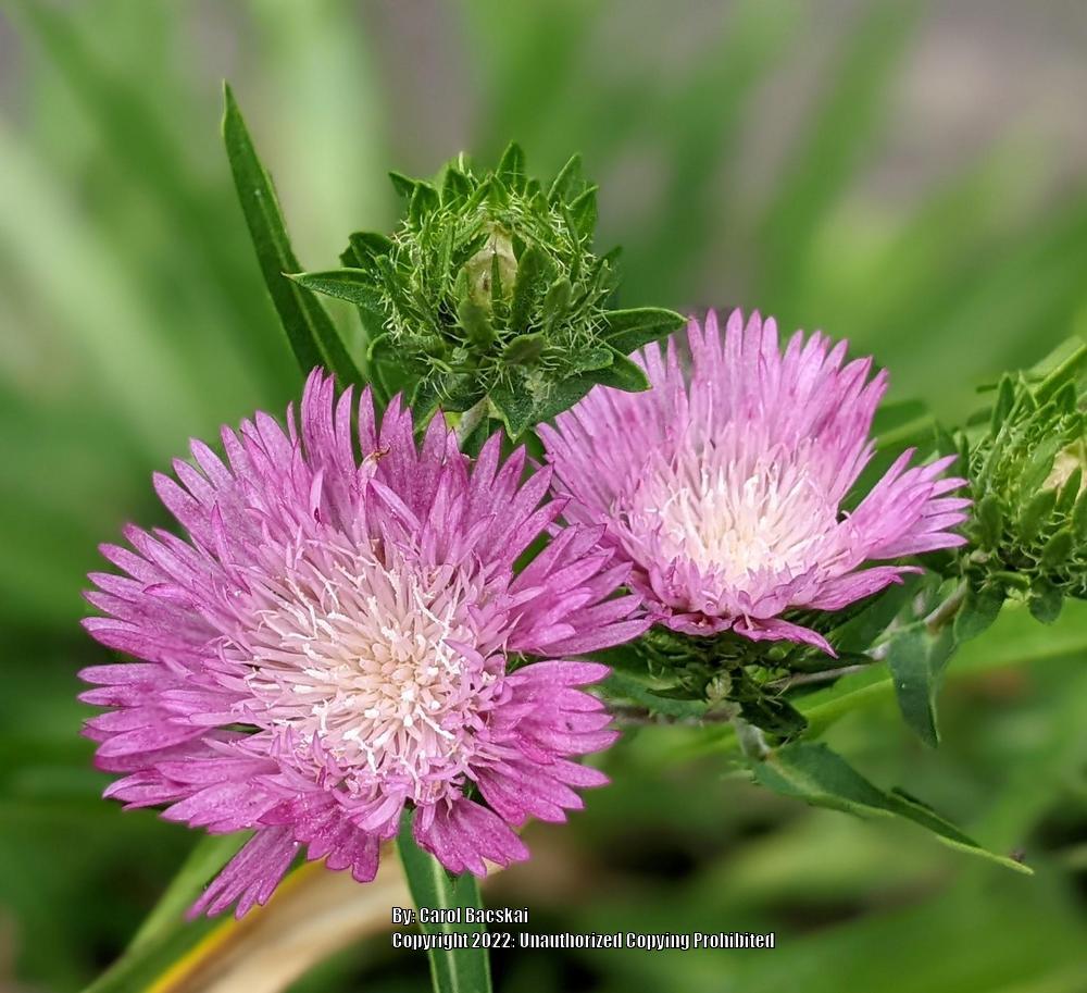 Stokes' Aster (Stokesia laevis 'Colorwheel') - Garden.org