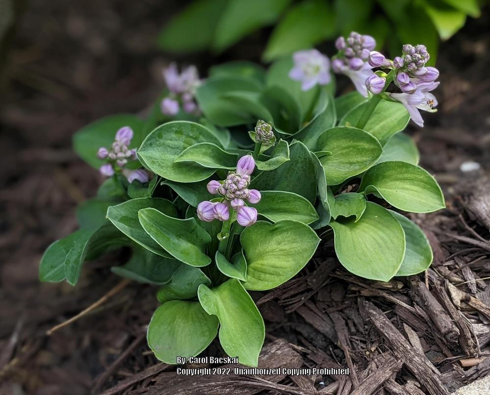 Hosta 'Church Mouse' in the Hostas Database - Garden.org