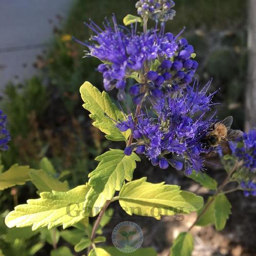 Bluebeard (Caryopteris x clandonensis La Barbe Bleue™) in the ...