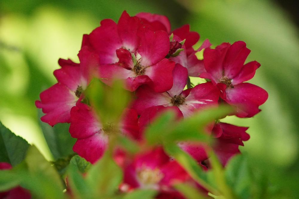 Photo of the bloom of Rose (Rosa 'Marjorie Fair') posted by D3LL ...