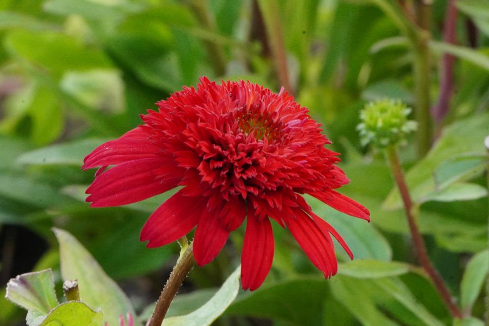 Photo of the bloom of Dwarf Coneflower (Echinacea Prima™ Ruby) posted ...