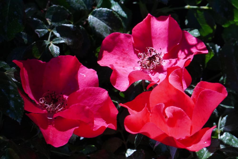 Photo of the bloom of Rose (Rosa 'Stadt Rom') posted by D3LL - Garden.org