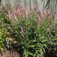 Photo of the entire plant of Spike Speedwell (Veronica longifolia First ...
