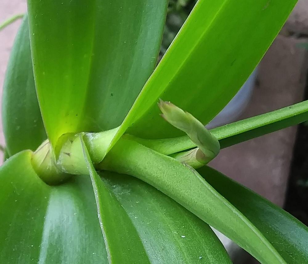 Photo of the stem, scape, stalk or bark of Orchid (Dendrobium) posted ...