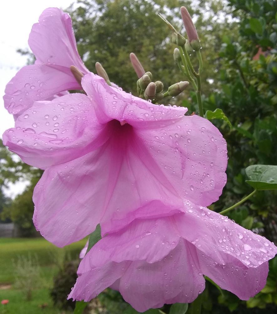 Photo of the bloom of Morning Glory Tree (Ipomoea carnea) posted by ...