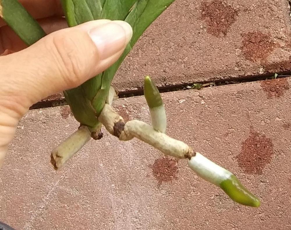 Photo of the roots of Orchid (Vanda) posted by purpleinopp - Garden.org