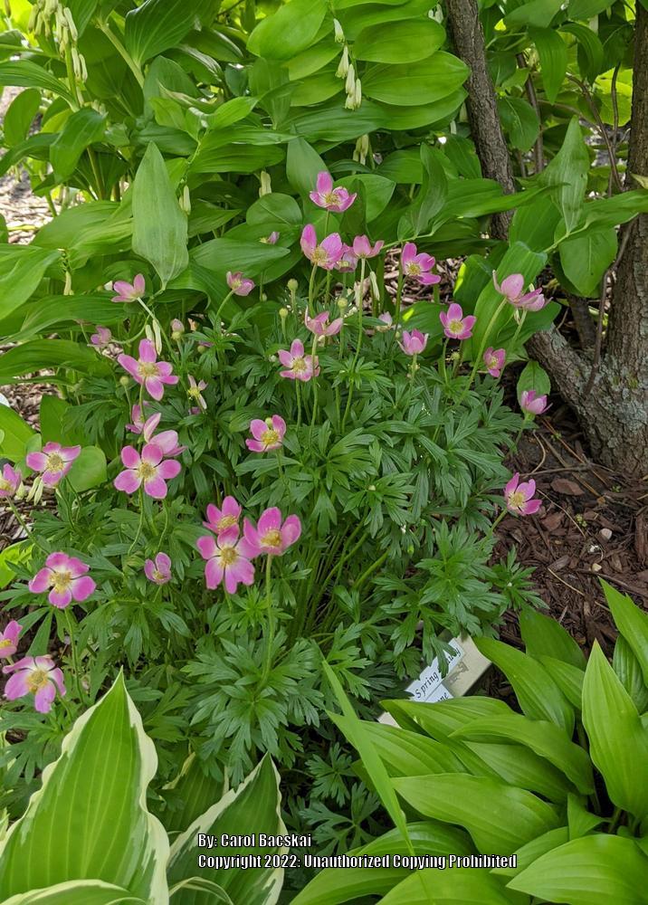 Photo of the entire plant of Anemone (Anemone sylvestris Spring Beauty ...