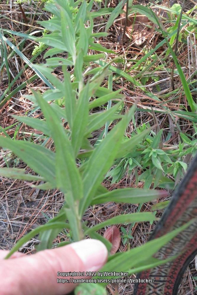 Solidago conundrum in the Plant ID forum - Garden.org