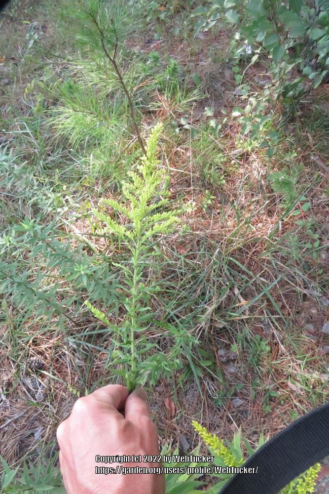 Solidago conundrum in the Plant ID forum - Garden.org