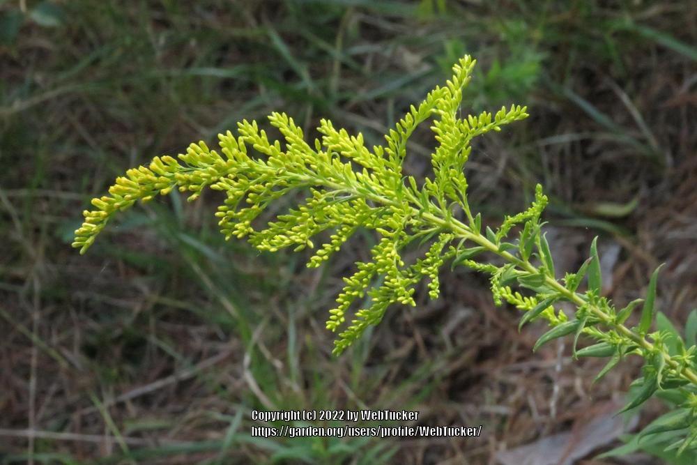 Solidago conundrum in the Plant ID forum - Garden.org